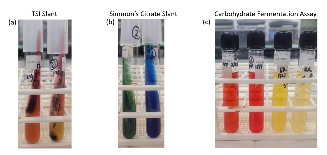 Anthropogenic Contaminants Alter Microbial Diversity in Aquatic ...