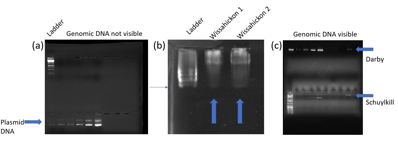 Anthropogenic Contaminants Alter Microbial Diversity in Aquatic ...