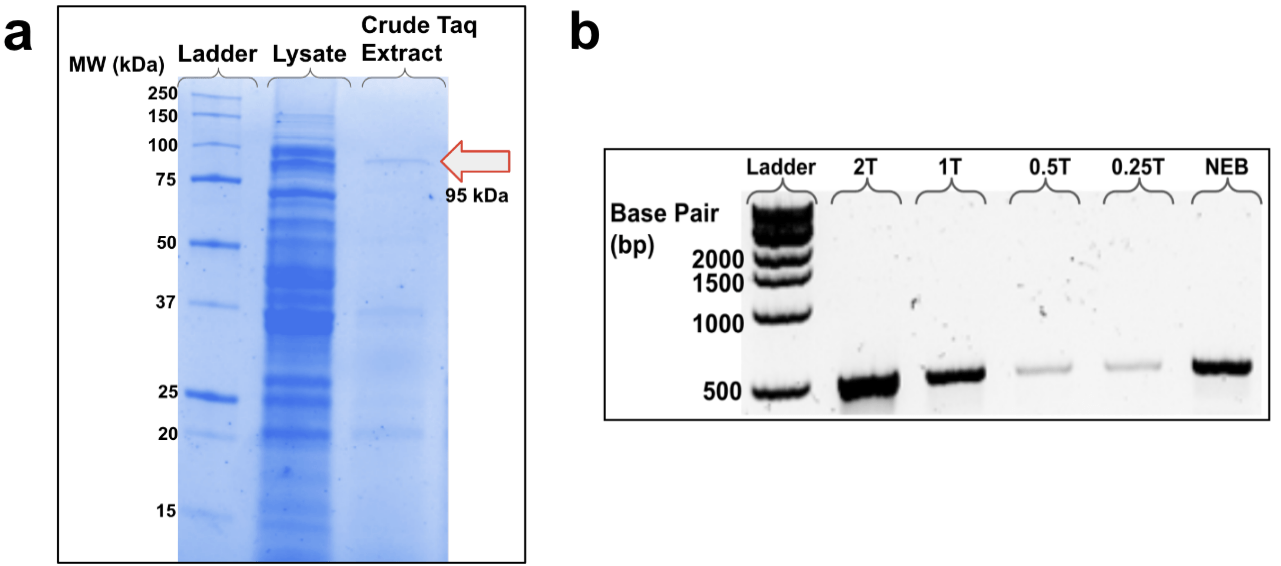 Manufacturing and Formulation Development of Lyophilized Crude Taq DNA ...