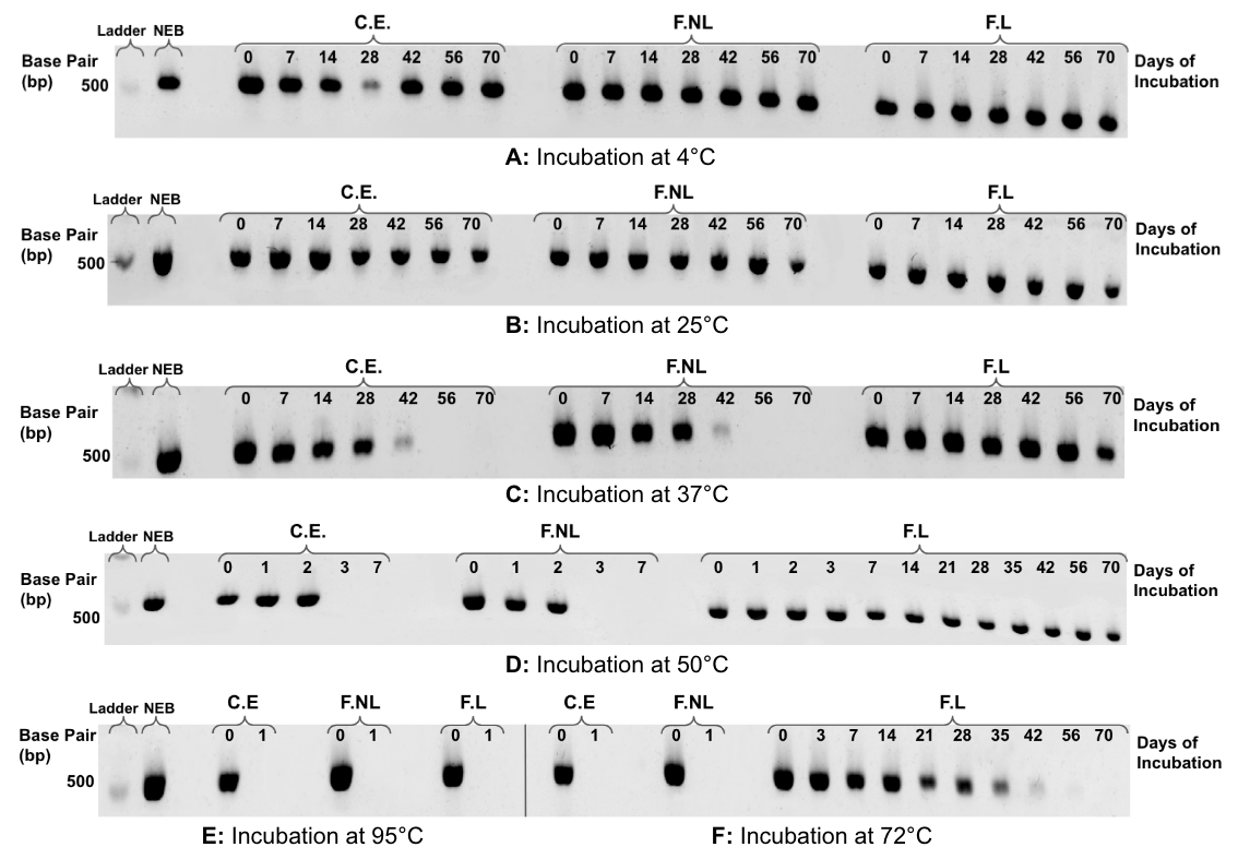 Manufacturing and Formulation Development of Lyophilized Crude Taq DNA ...