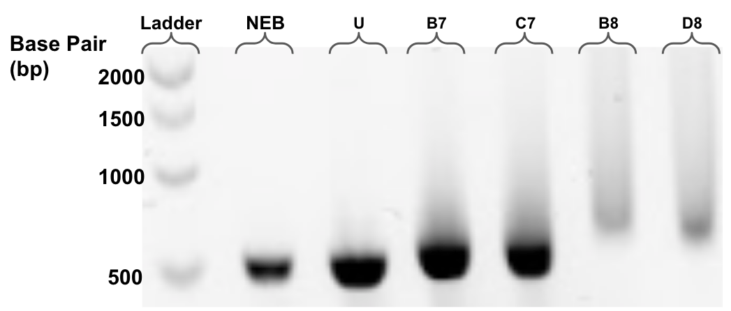 Manufacturing and Formulation Development of Lyophilized Crude Taq DNA ...